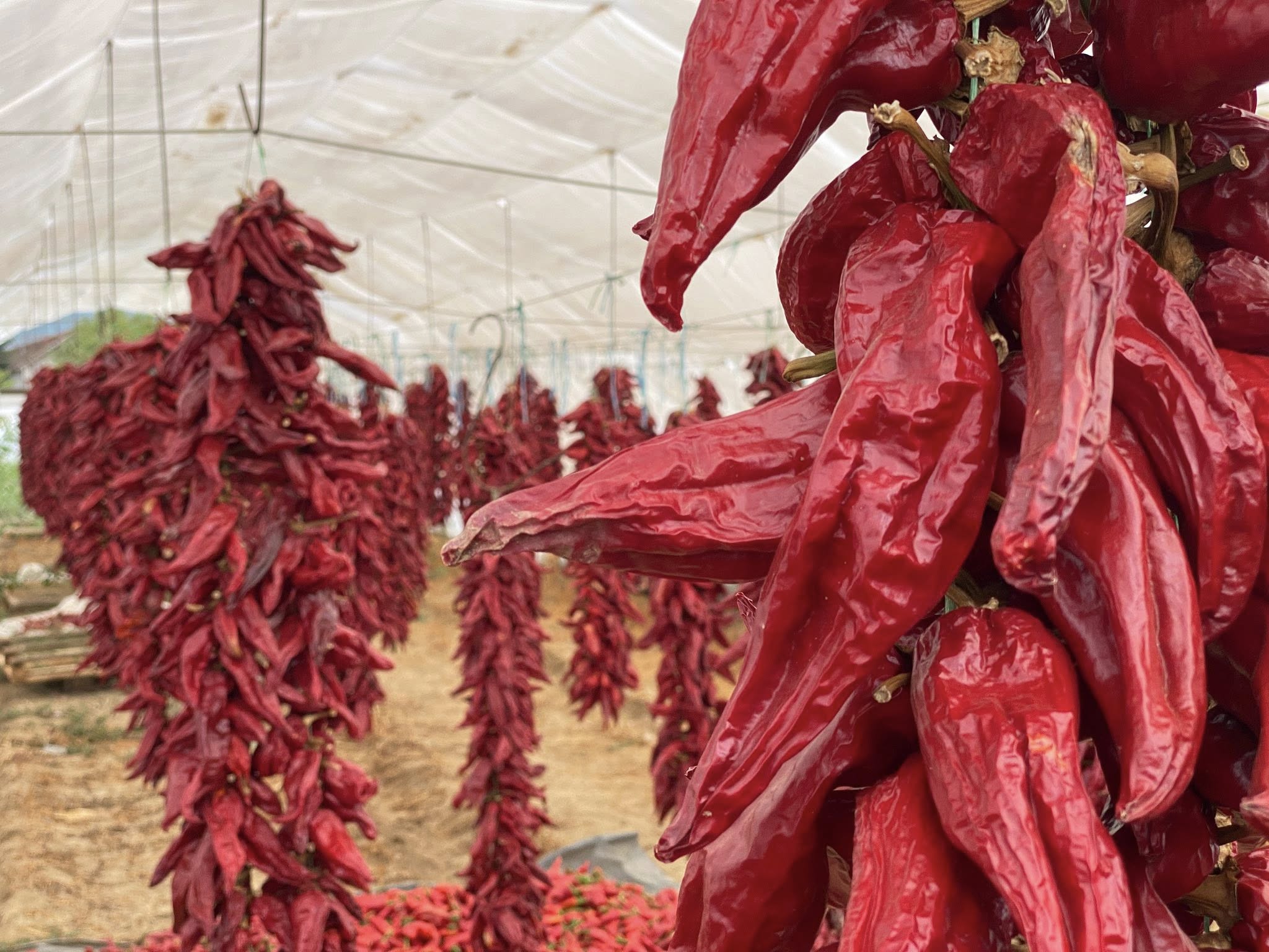 Zbog suše prepolovljen rod paprika u Leskovcu - Rom Info Media